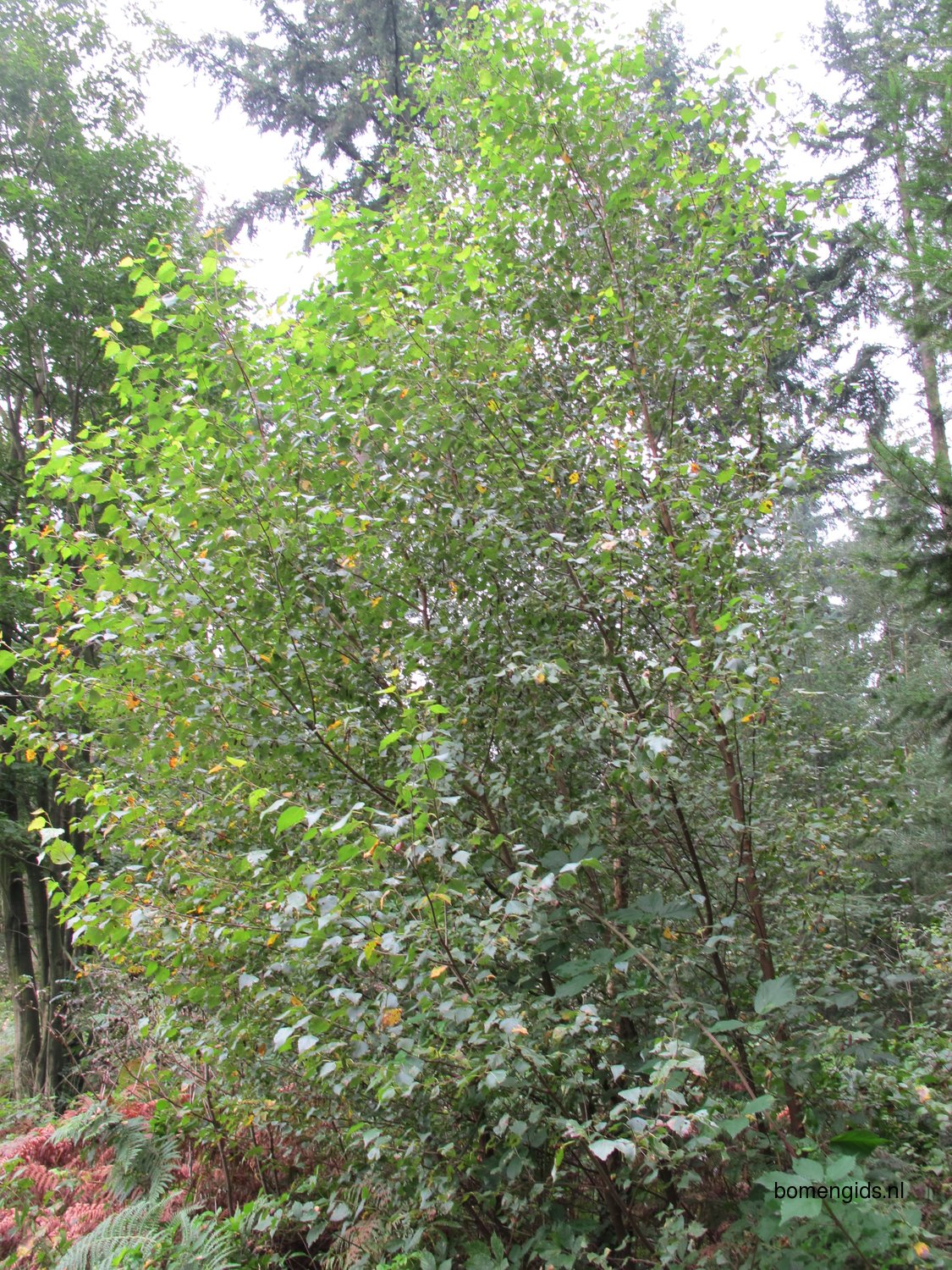 Herken de boomsoort NL: Ruwe berk; Latin: Betula pendula; UK: European ...