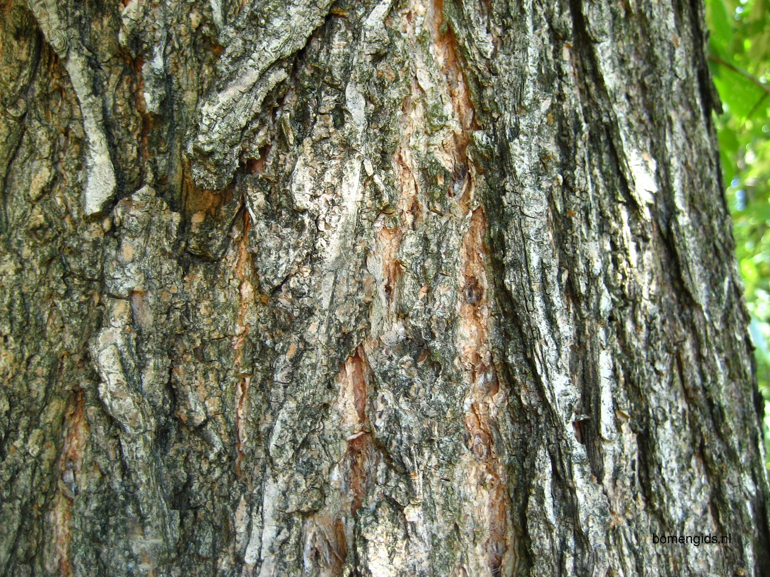 Herken de boomsoort NL: Ruwe iep; Latin: Ulmus glabra; UK: Scots elm ...