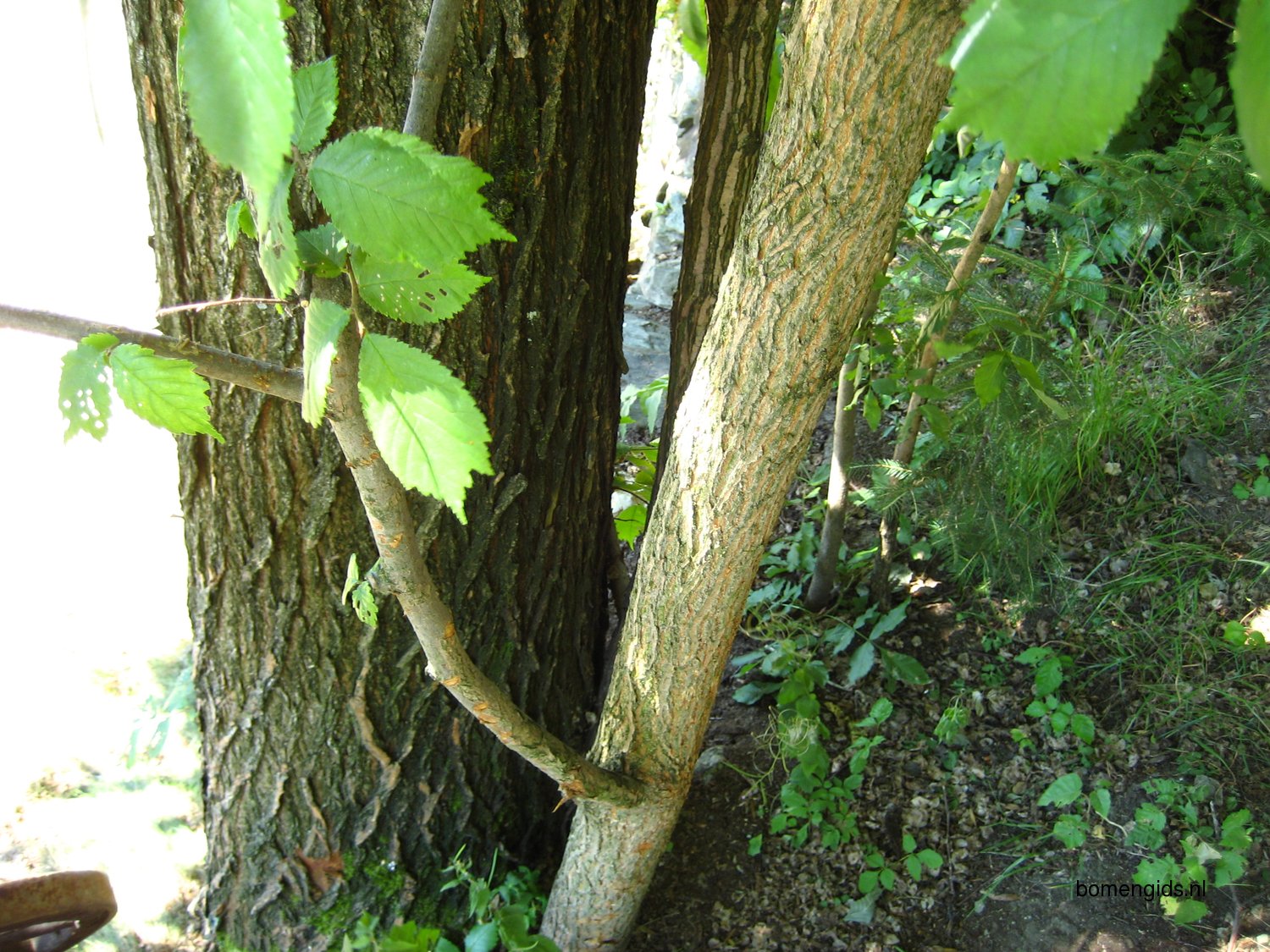 Herken de boomsoort NL: Ruwe iep; Latin: Ulmus glabra; UK: Scots elm ...