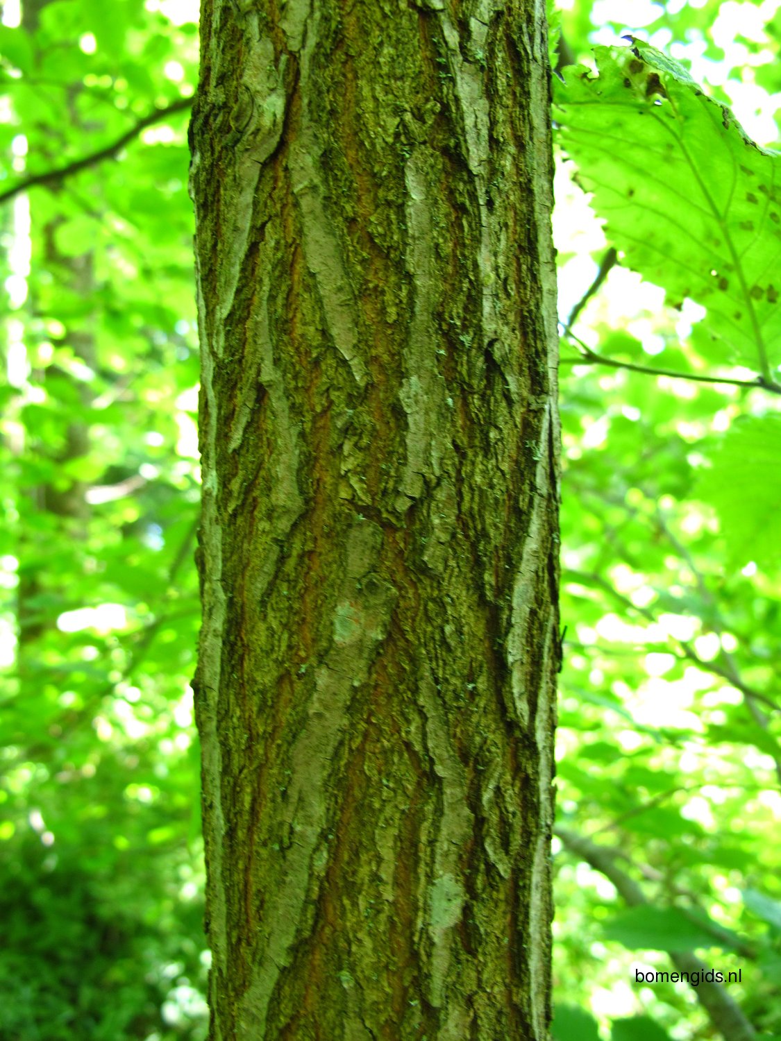 Herken de boomsoort NL: Ruwe iep; Latin: Ulmus glabra; UK: Scots elm ...