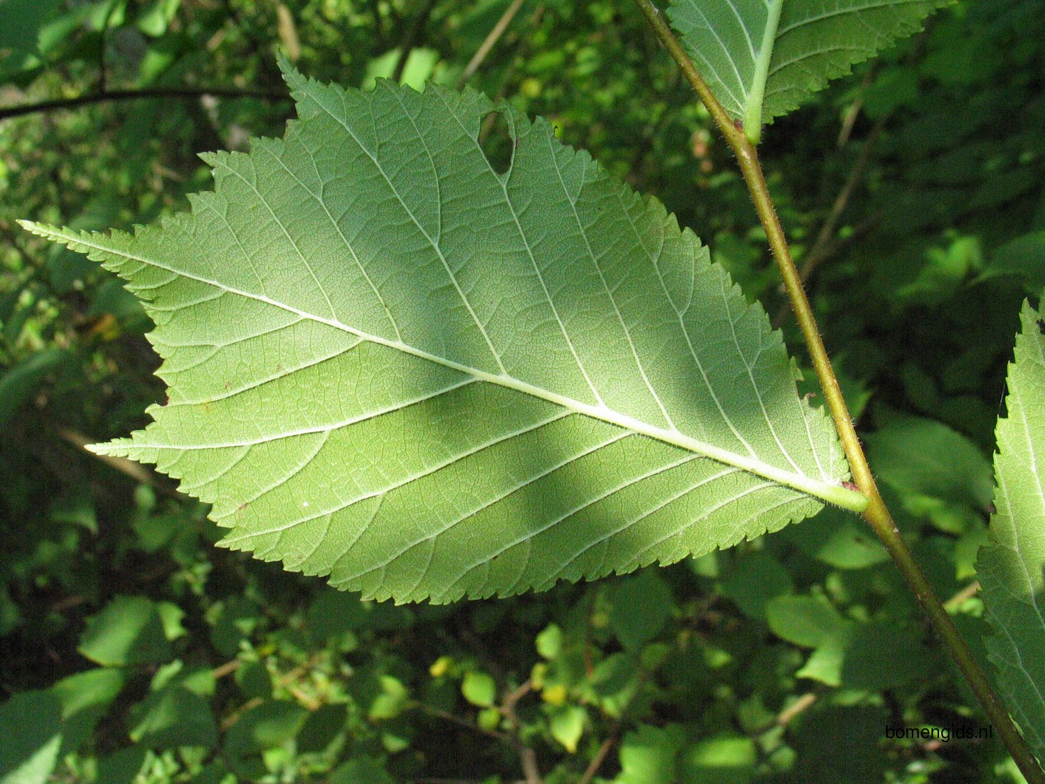 Boomsoorten die horen bij iepfamilie