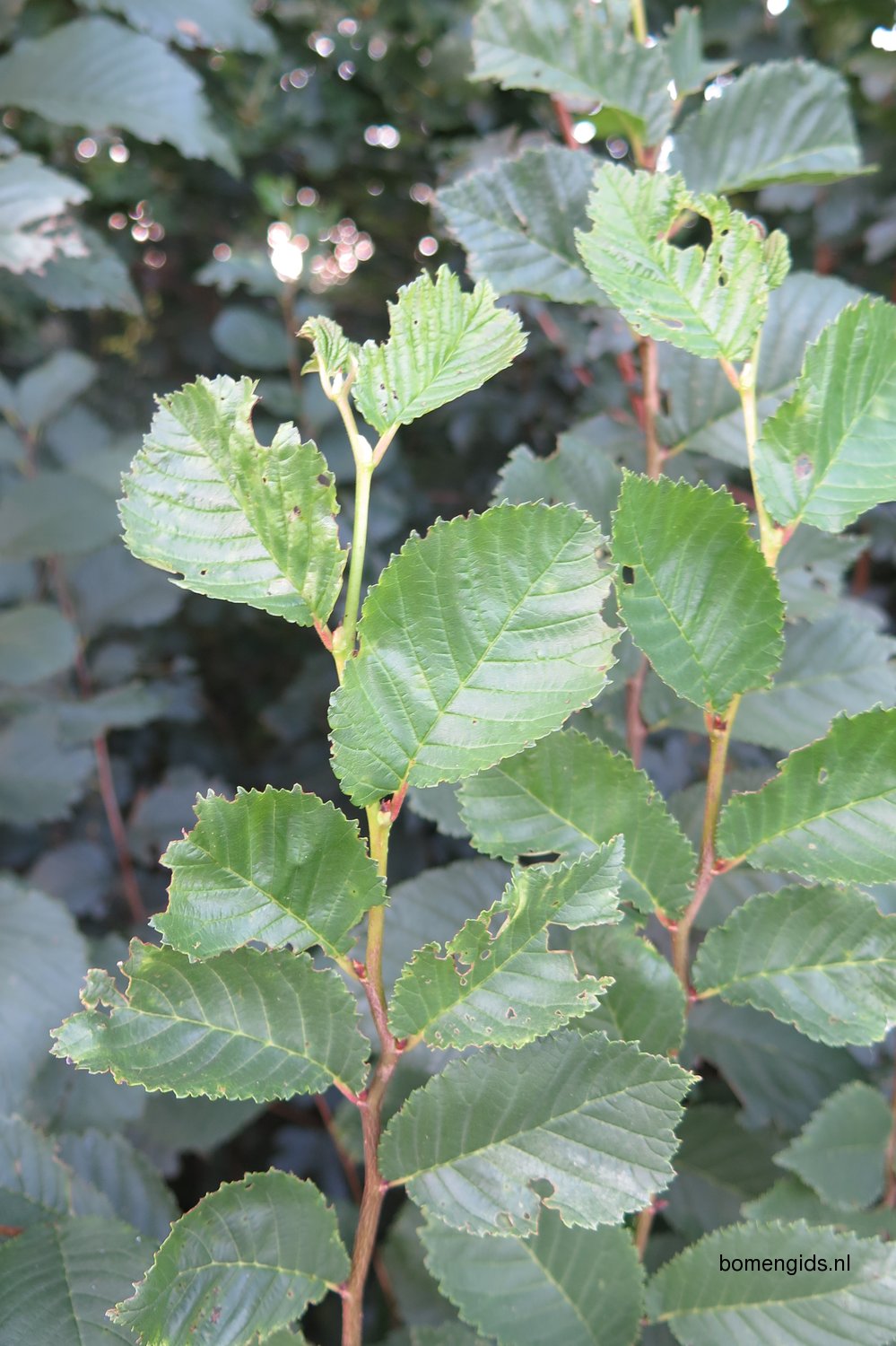 Herken de boomsoort NL: Ruwe iep; Latin: Ulmus glabra; UK: Scots elm ...