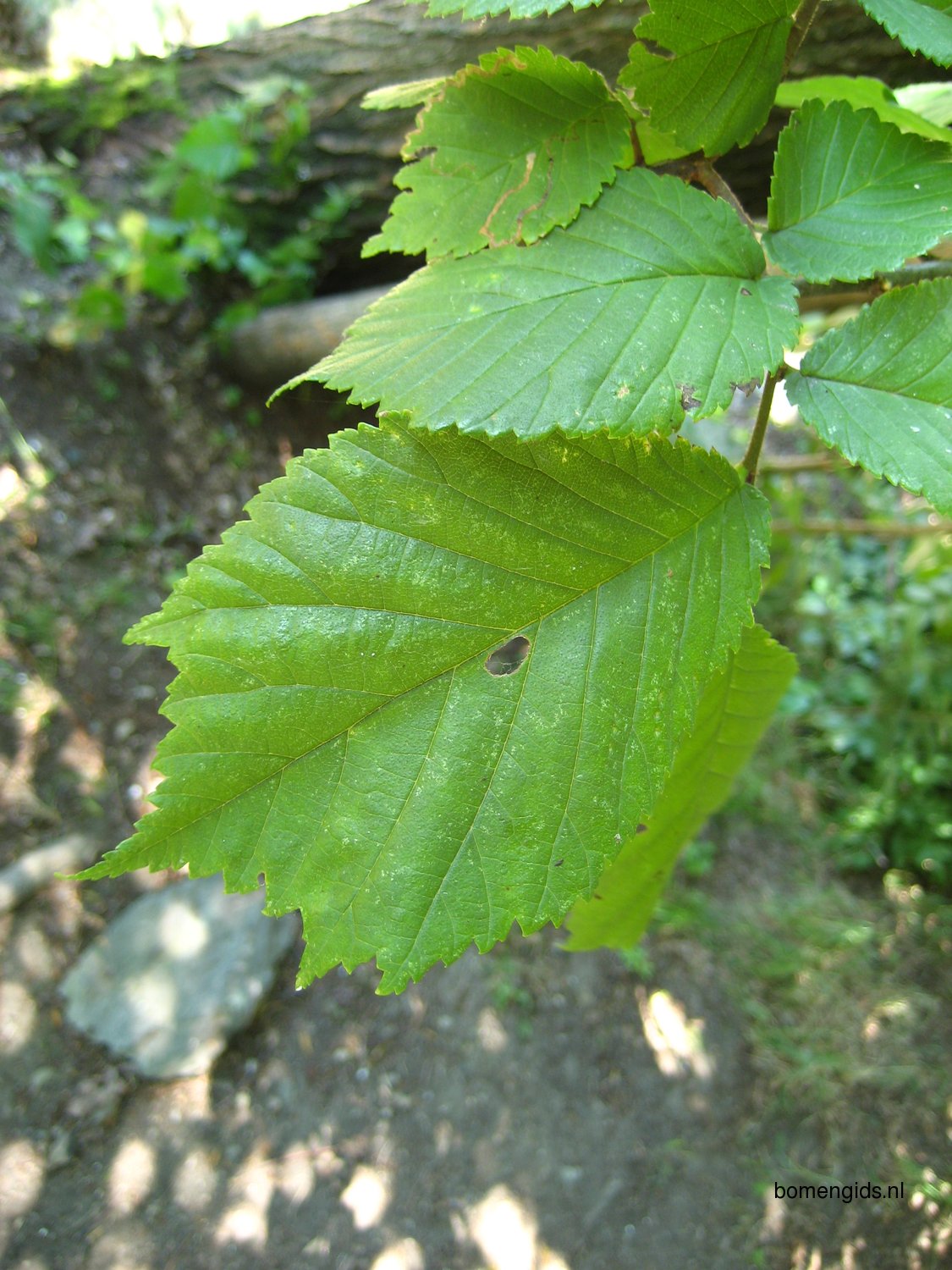 Herken de boomsoort NL: Ruwe iep; Latin: Ulmus glabra; UK: Scots elm ...