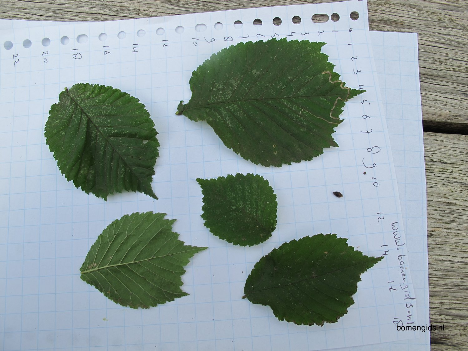 Herken de boomsoort NL: Ruwe iep; Latin: Ulmus glabra; UK: Scots elm ...