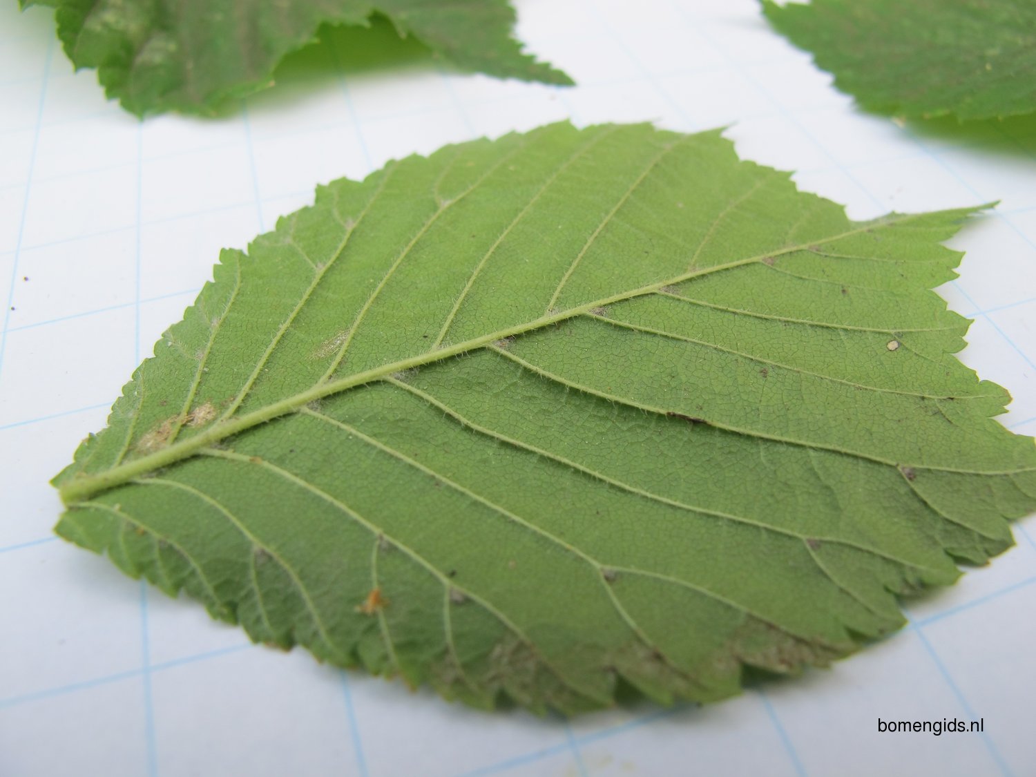 Herken de boomsoort NL: Ruwe iep; Latin: Ulmus glabra; UK: Scots elm ...