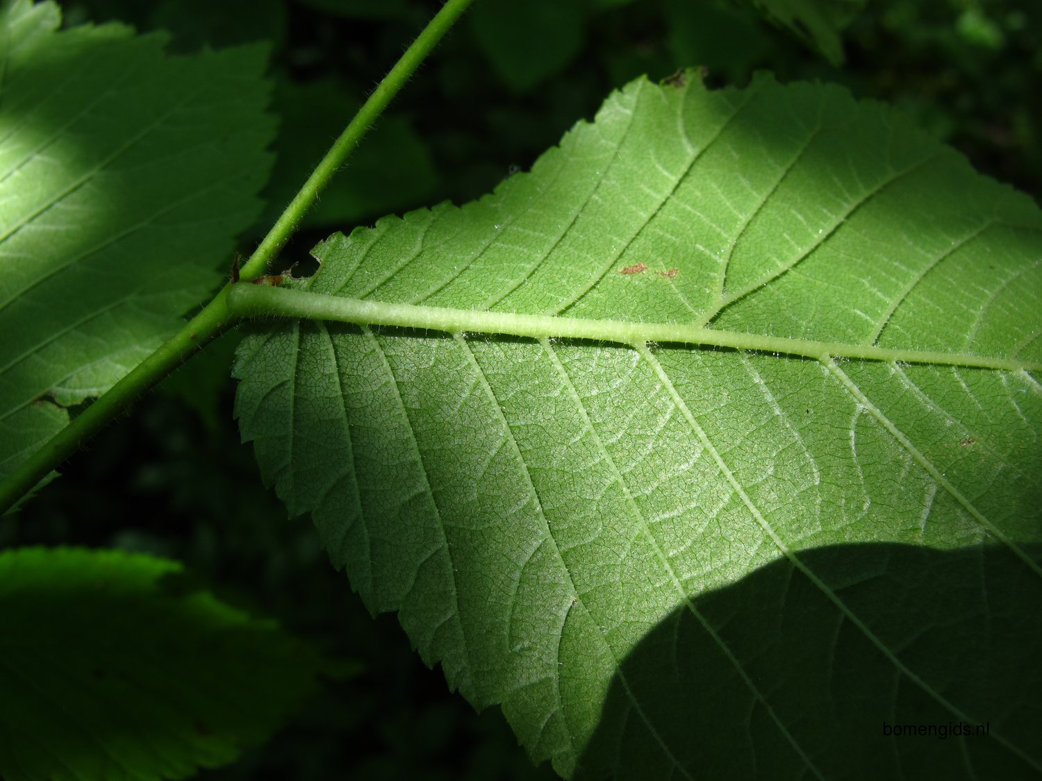Herken de boomsoort NL: Ruwe iep; Latin: Ulmus glabra; UK: Scots elm ...