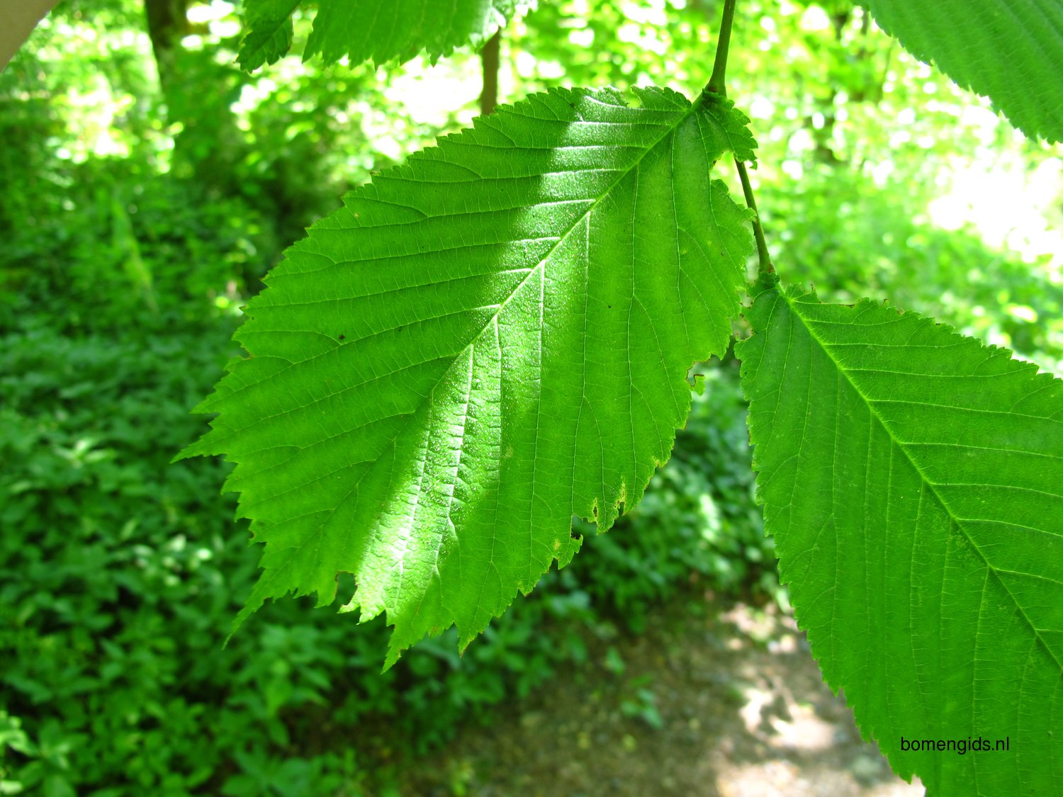 Herken de boomsoort NL: Ruwe iep; Latin: Ulmus glabra; UK: Scots elm ...