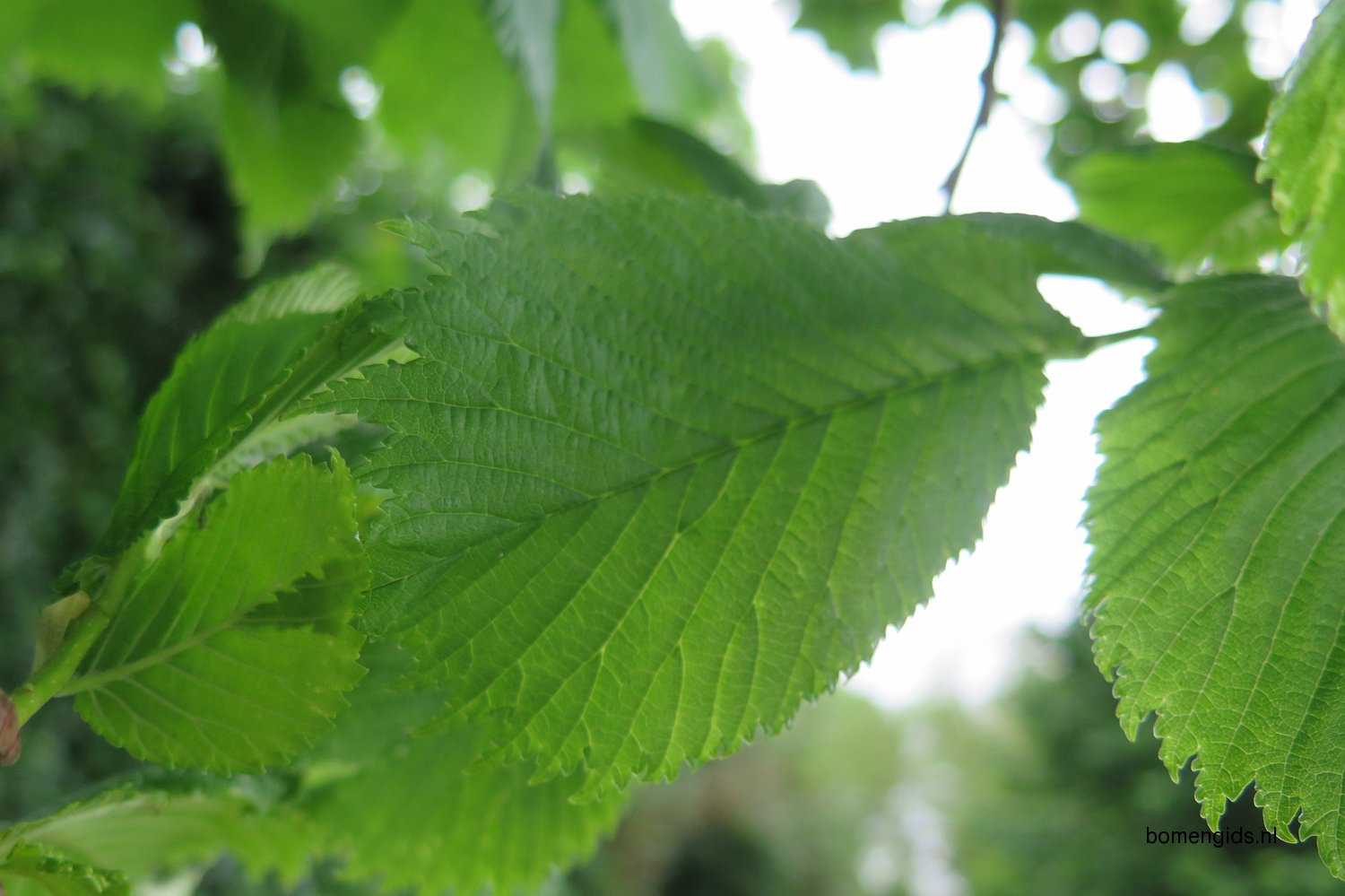 Herken de boomsoort NL: Ruwe iep; Latin: Ulmus glabra; UK: Scots elm ...