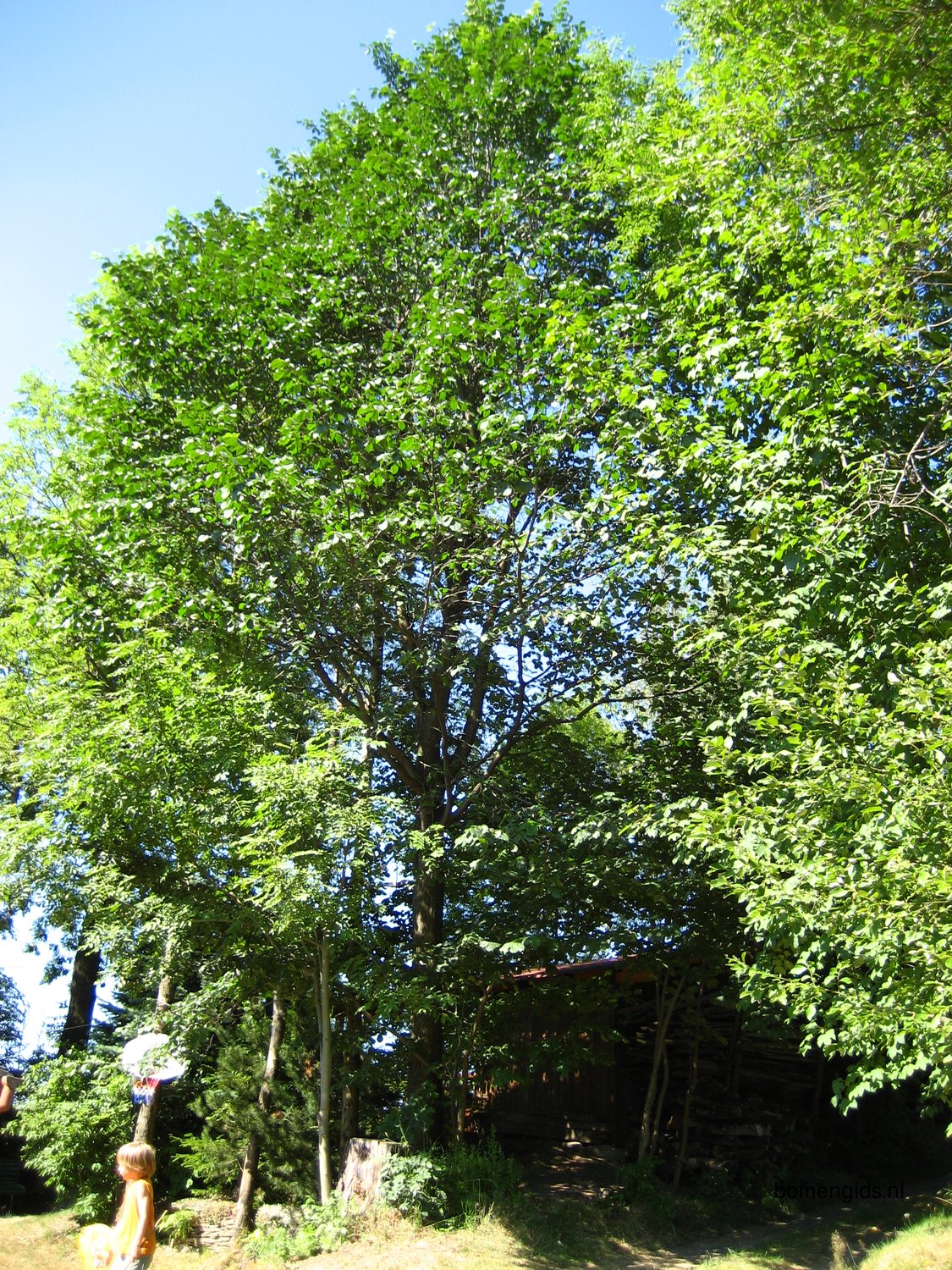 Boomsoorten die horen bij iepfamilie