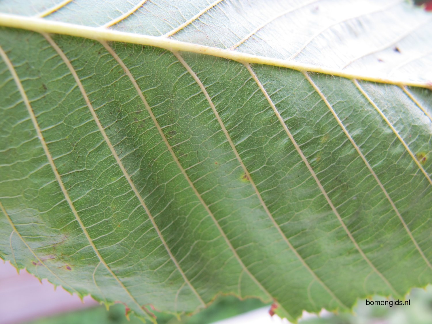 Herken de boomsoort NL: Ruwe iep; Latin: Ulmus glabra; UK: Scots elm ...