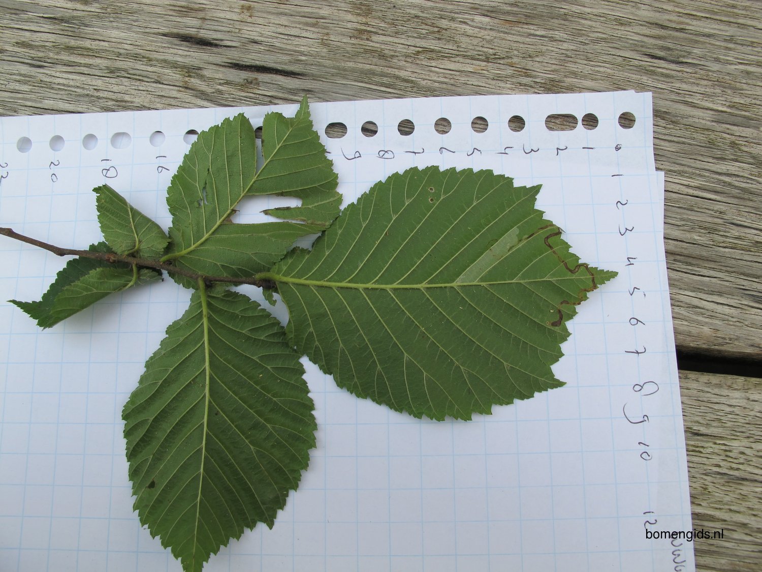 Herken de boomsoort NL: Ruwe iep; Latin: Ulmus glabra; UK: Scots elm ...