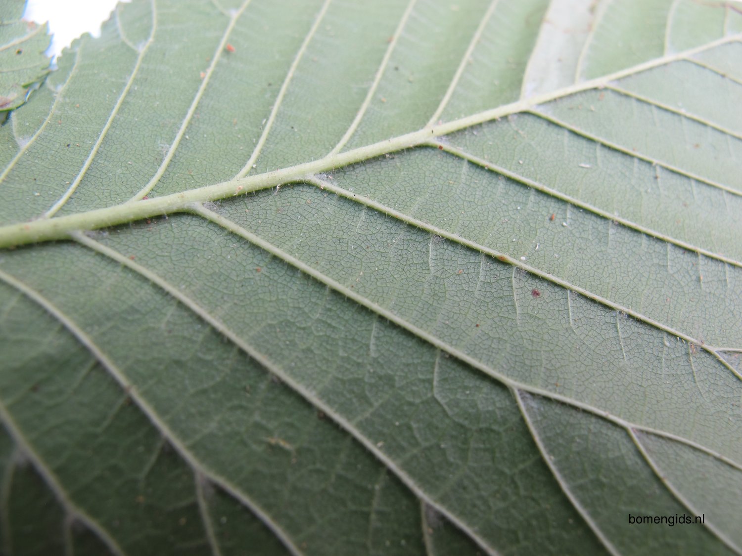 Herken de boomsoort NL: Ruwe iep; Latin: Ulmus glabra; UK: Scots elm ...