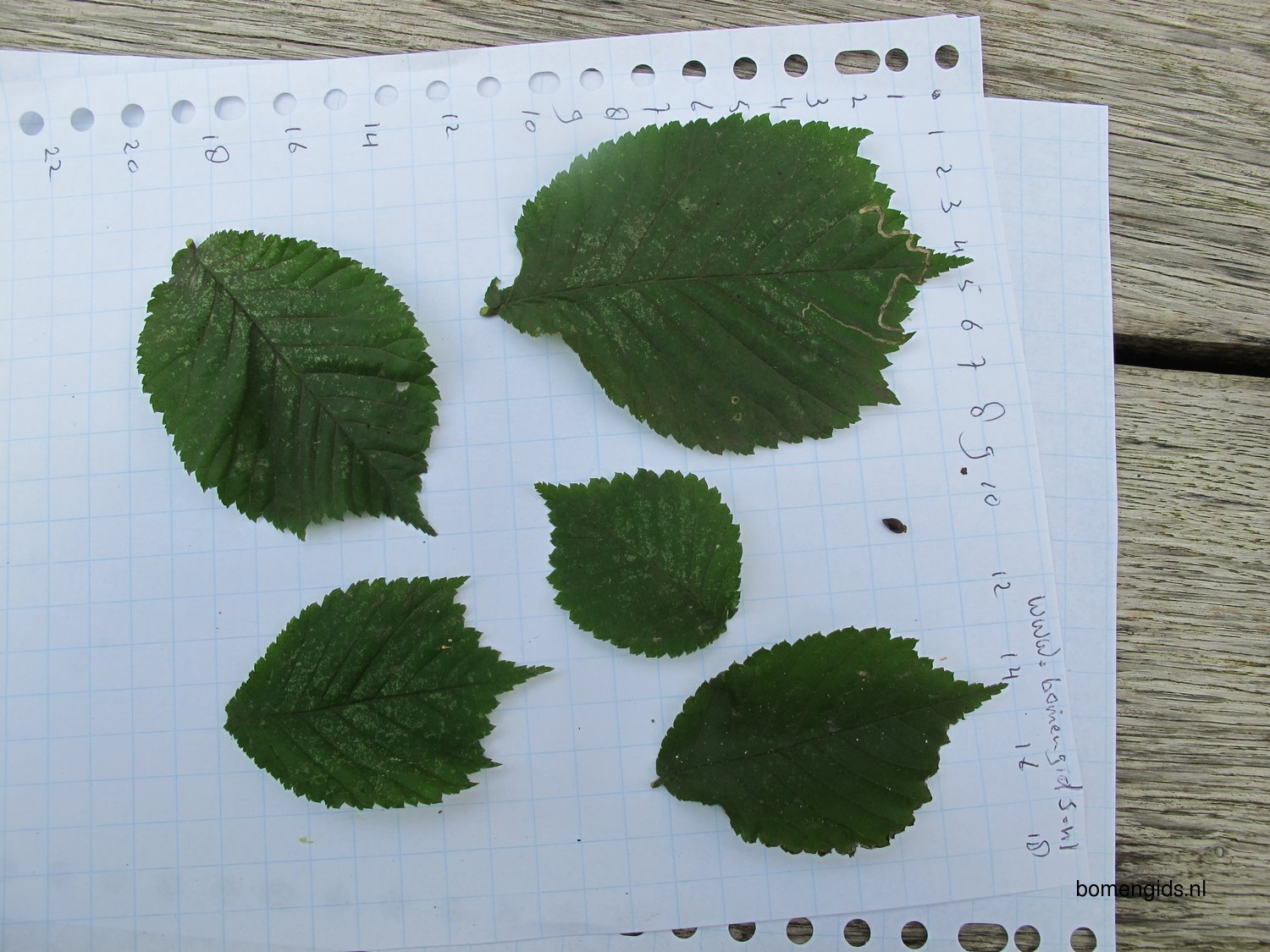 Herken de boomsoort NL: Ruwe iep; Latin: Ulmus glabra; UK: Scots elm ...