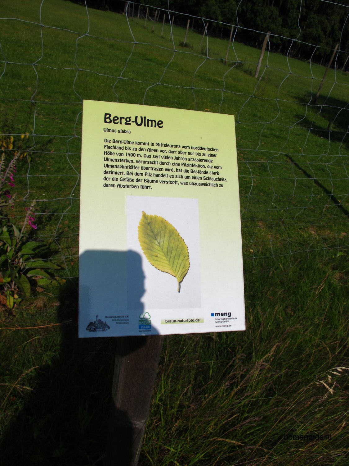 Herken de boomsoort NL: Ruwe iep; Latin: Ulmus glabra; UK: Scots elm ...