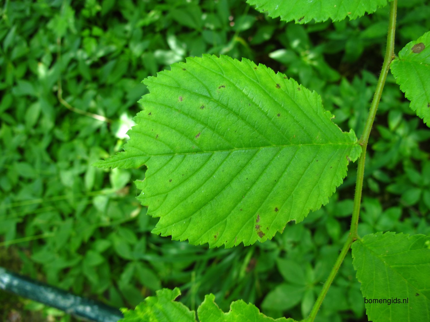 Herken de boomsoort NL: Ruwe iep; Latin: Ulmus glabra; UK: Scots elm ...