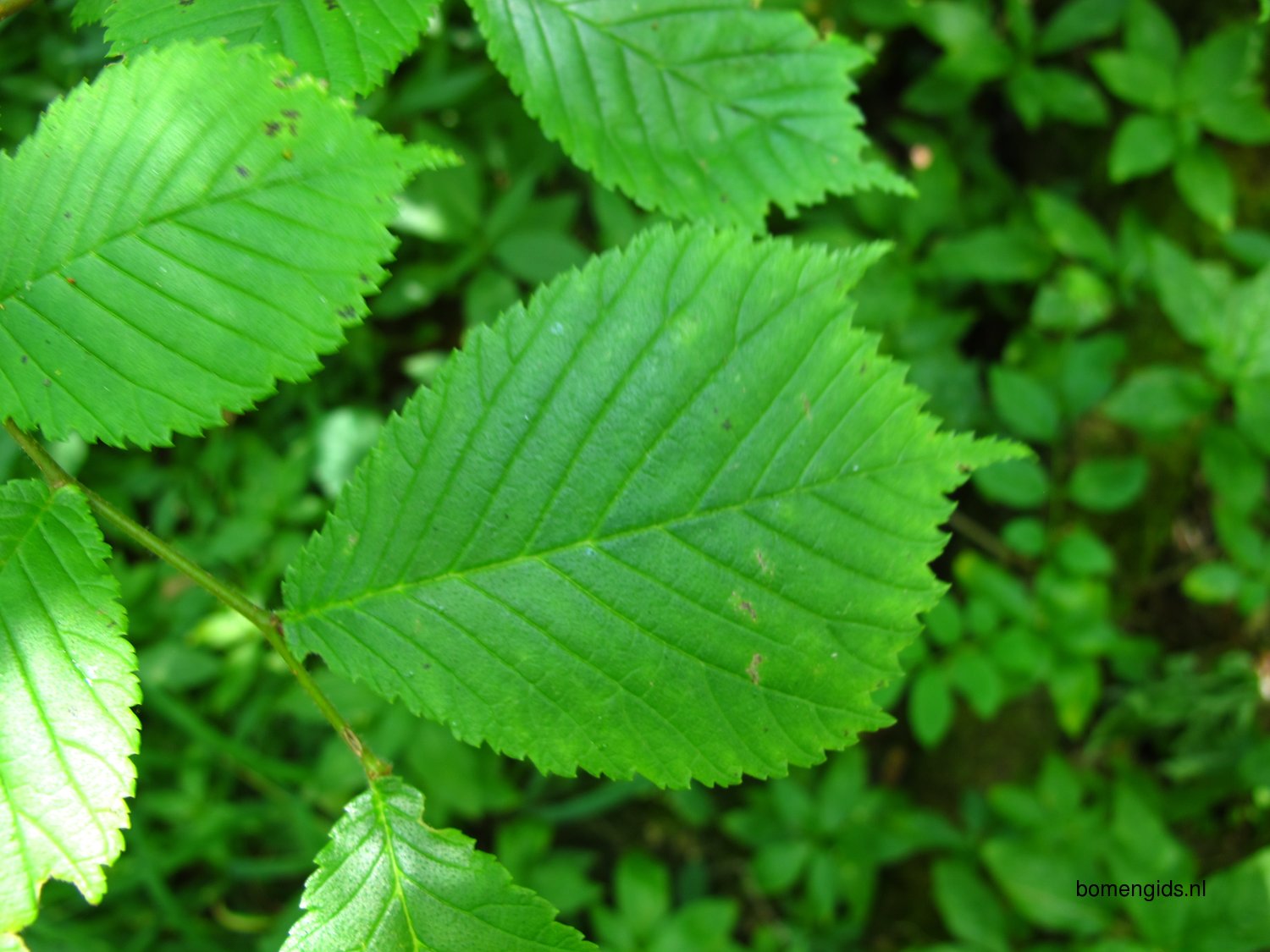 Herken de boomsoort NL: Ruwe iep; Latin: Ulmus glabra; UK: Scots elm ...