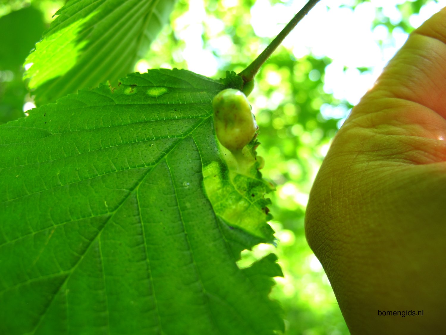 Herken de boomsoort NL: Ruwe iep; Latin: Ulmus glabra; UK: Scots elm ...