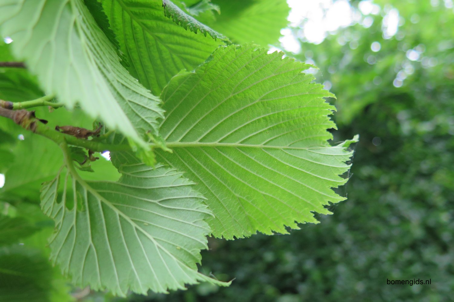 Herken de boomsoort NL: Ruwe iep; Latin: Ulmus glabra; UK: Scots elm ...