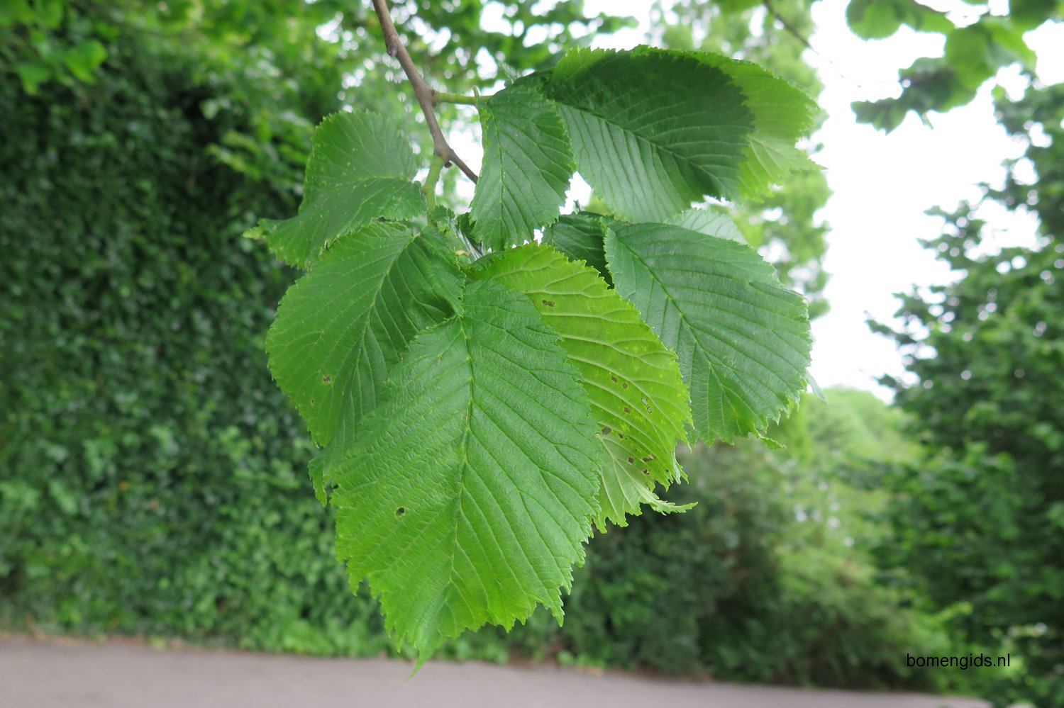Herken de boomsoort NL: Ruwe iep; Latin: Ulmus glabra; UK: Scots elm ...