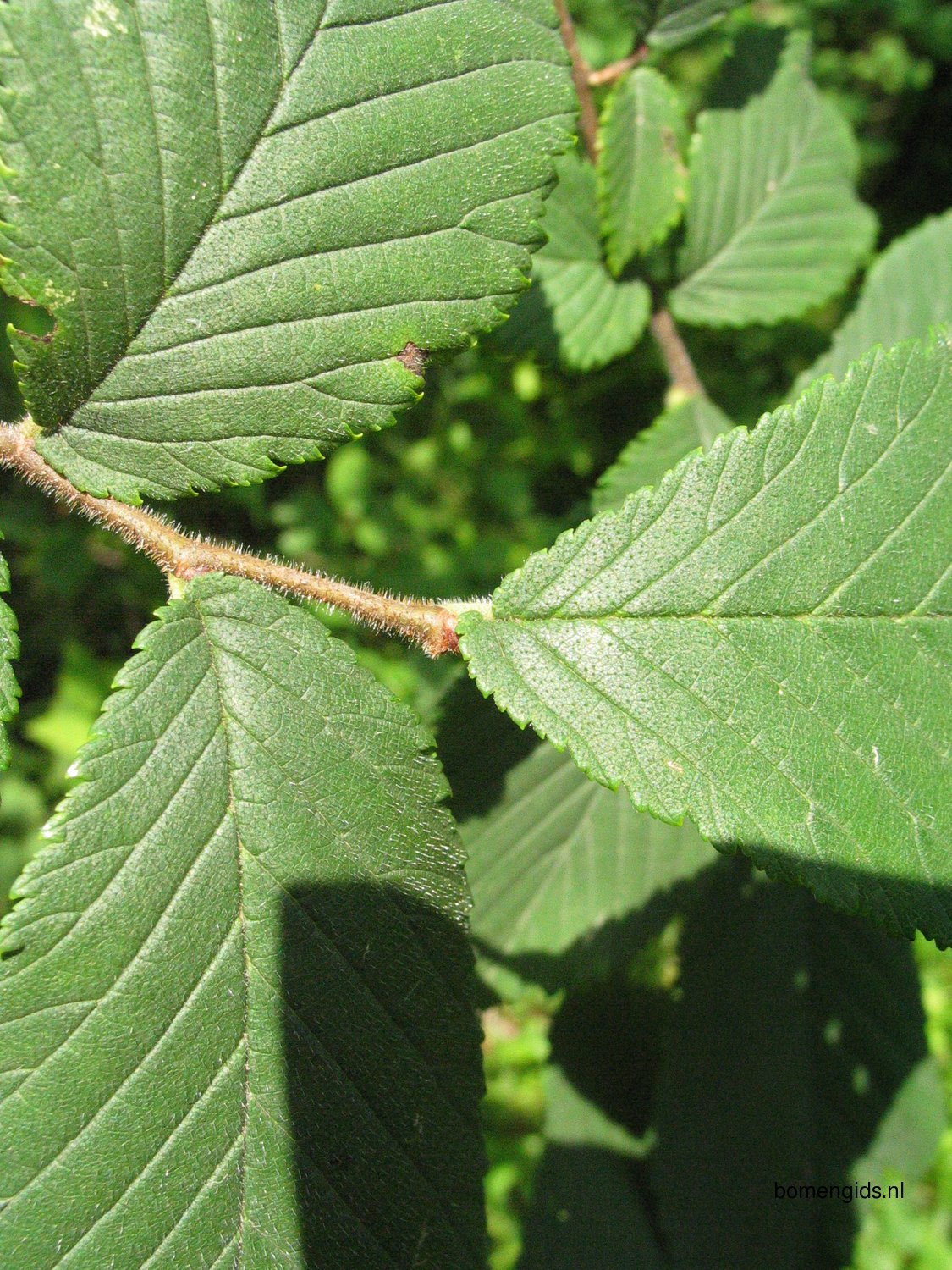 Herken de boomsoort NL: Ruwe iep; Latin: Ulmus glabra; UK: Scots elm ...