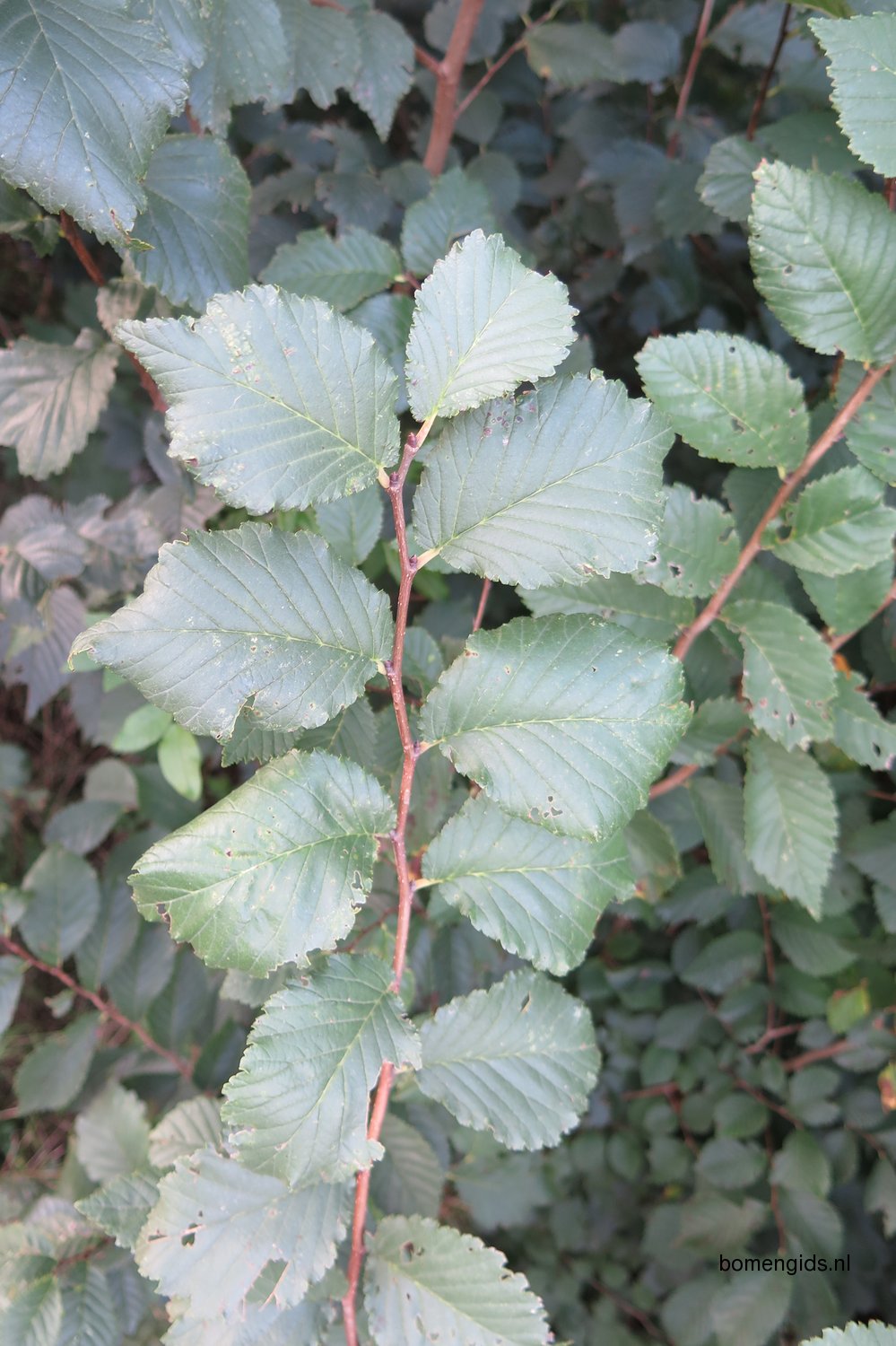 Herken de boomsoort NL: Ruwe iep; Latin: Ulmus glabra; UK: Scots elm ...