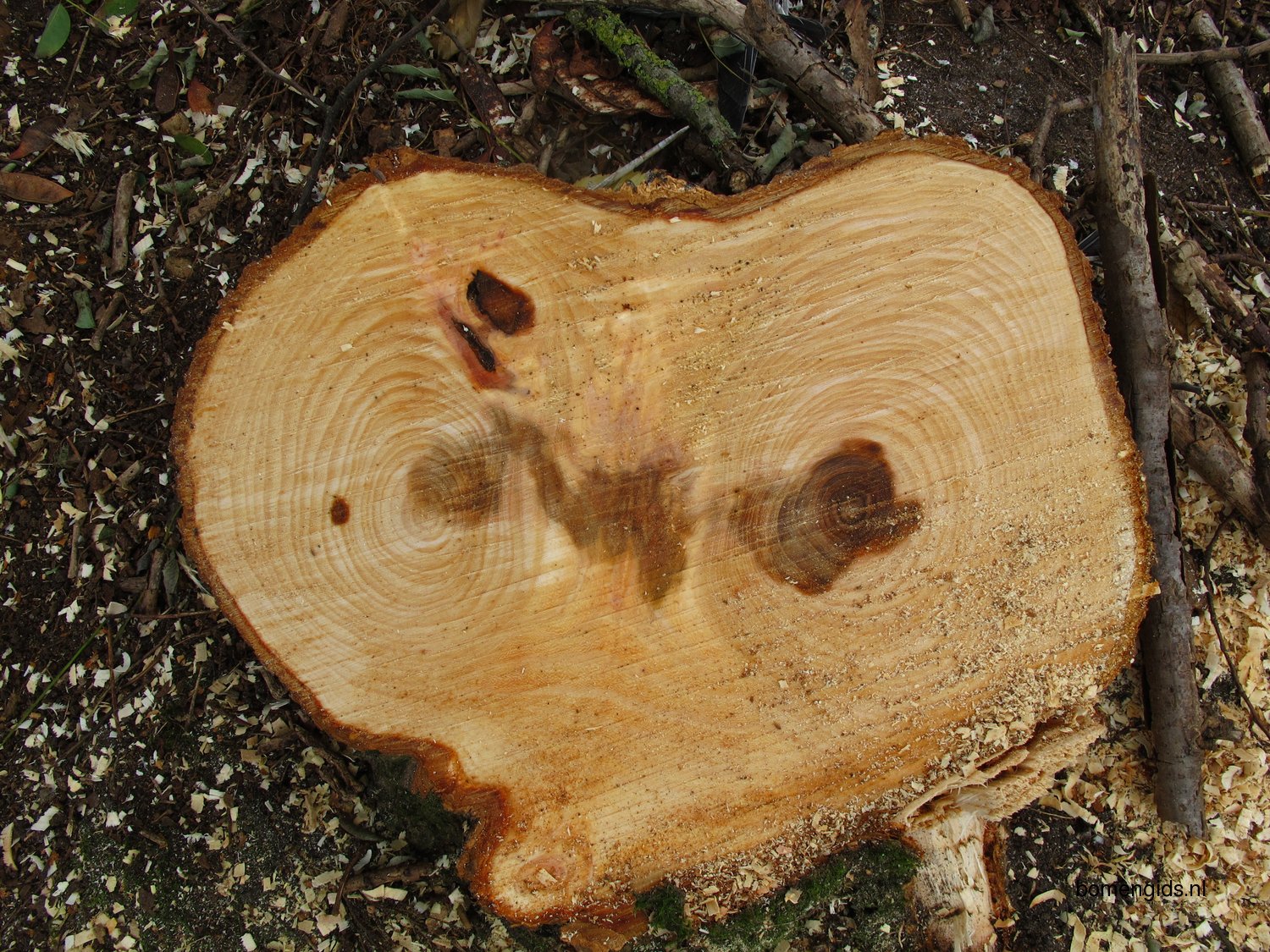 Herken de boomsoort NL: Ruwe iep; Latin: Ulmus glabra; UK: Scots elm ...