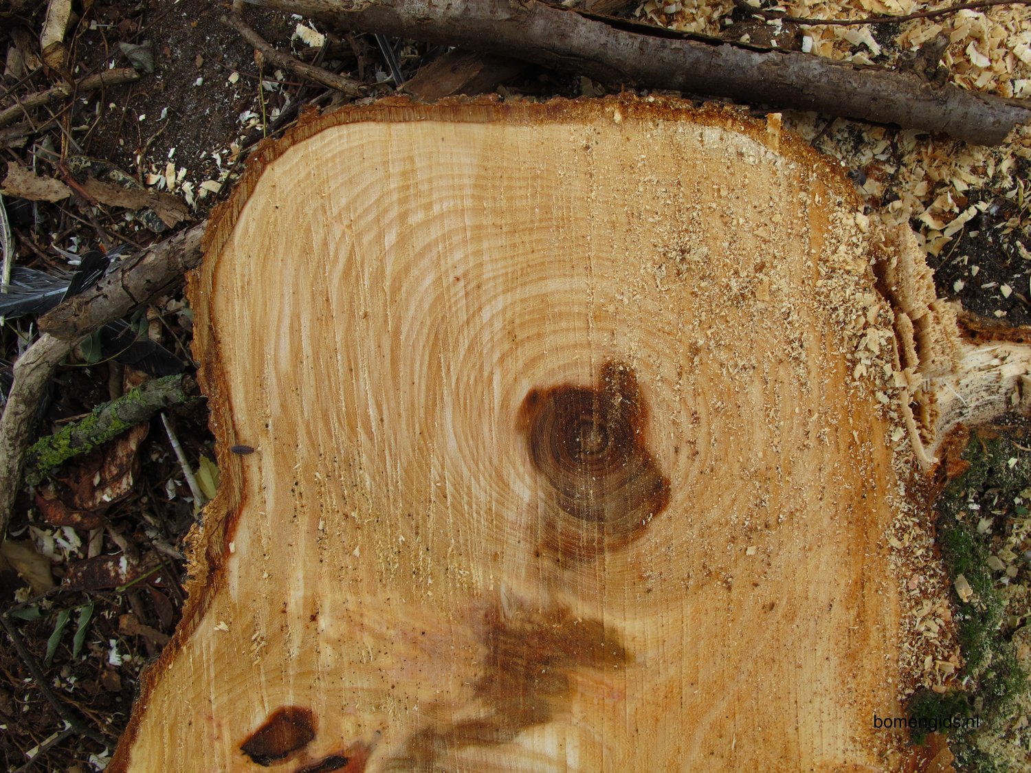 Herken de boomsoort NL: Ruwe iep; Latin: Ulmus glabra; UK: Scots elm ...