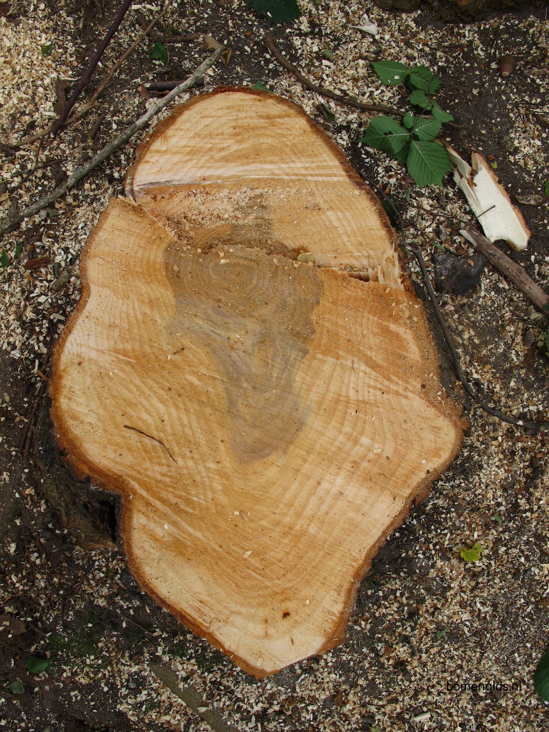 Herken de boomsoort NL: Ruwe iep; Latin: Ulmus glabra; UK: Scots elm ...