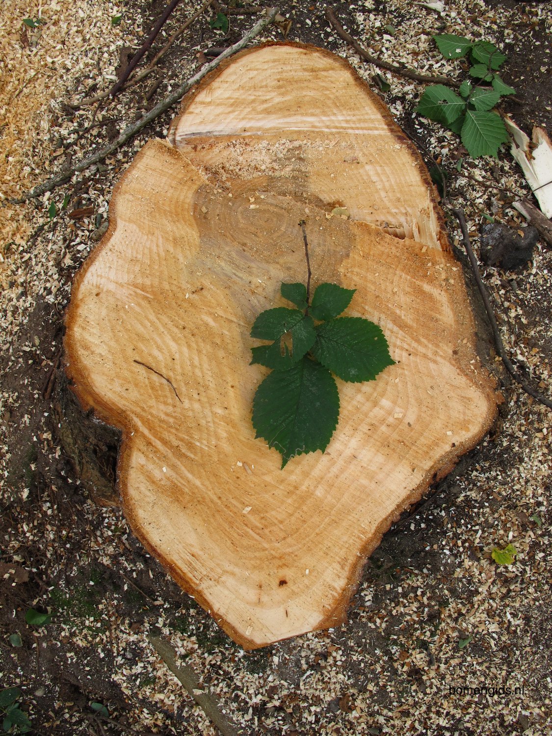 Herken de boomsoort NL: Ruwe iep; Latin: Ulmus glabra; UK: Scots elm ...