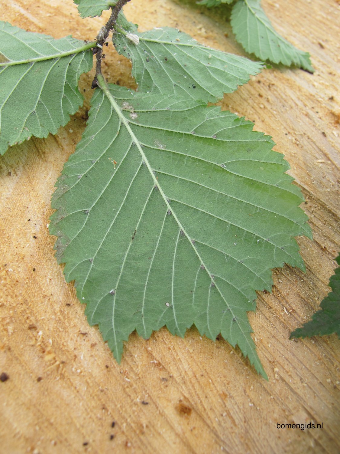 Herken de boomsoort NL: Ruwe iep; Latin: Ulmus glabra; UK: Scots elm ...