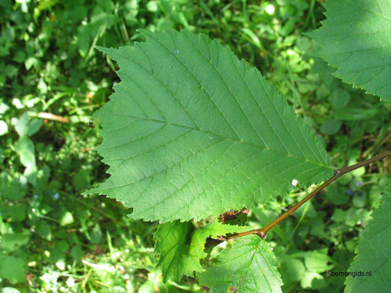 Herken de boomsoort NL: Ruwe iep; Latin: Ulmus glabra; UK: Scots elm ...