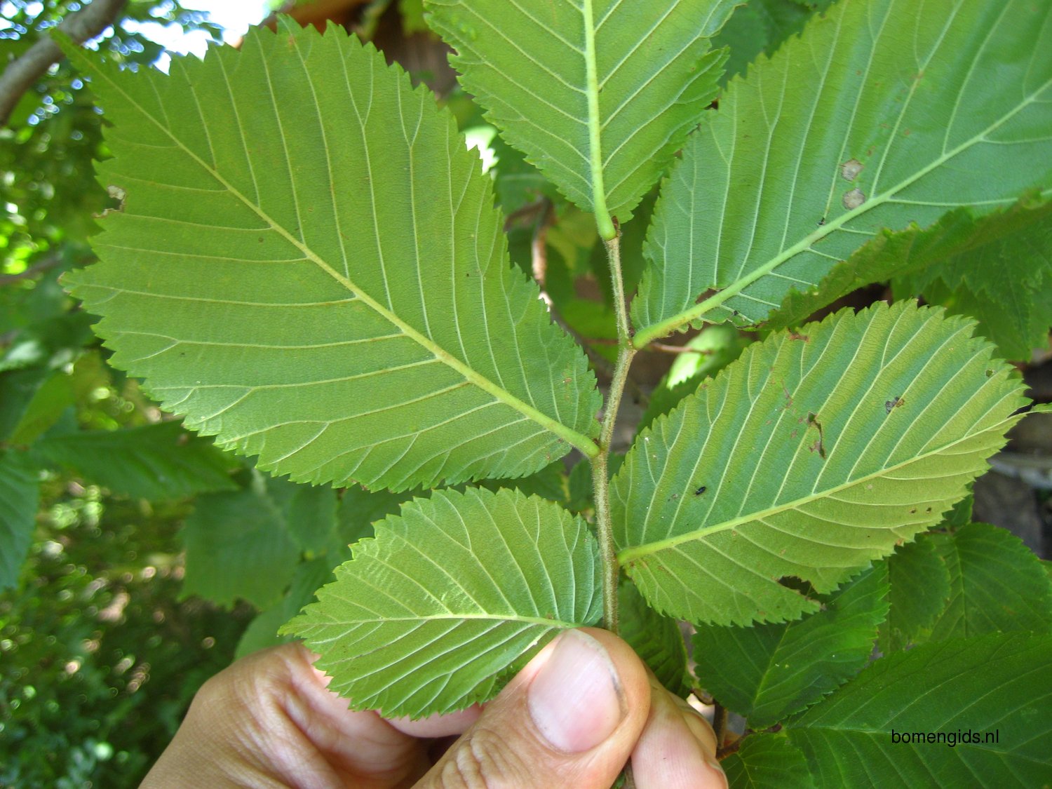 Herken de boomsoort NL: Ruwe iep; Latin: Ulmus glabra; UK: Scots elm ...