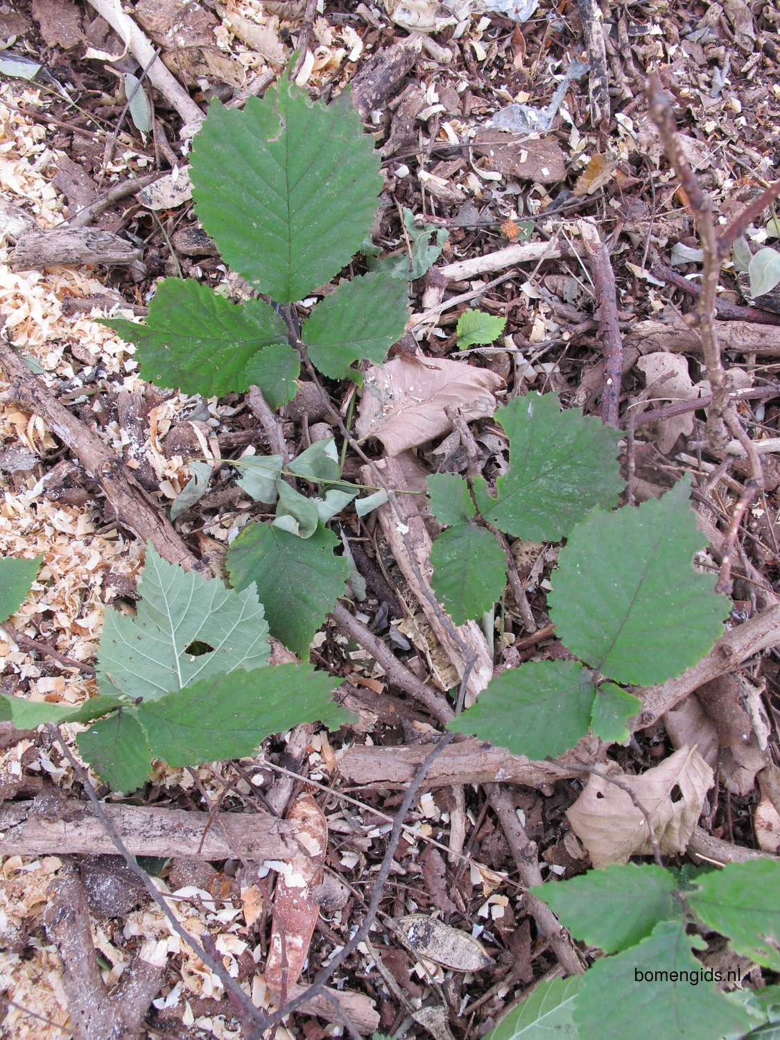 Herken de boomsoort NL: Ruwe iep; Latin: Ulmus glabra; UK: Scots elm ...