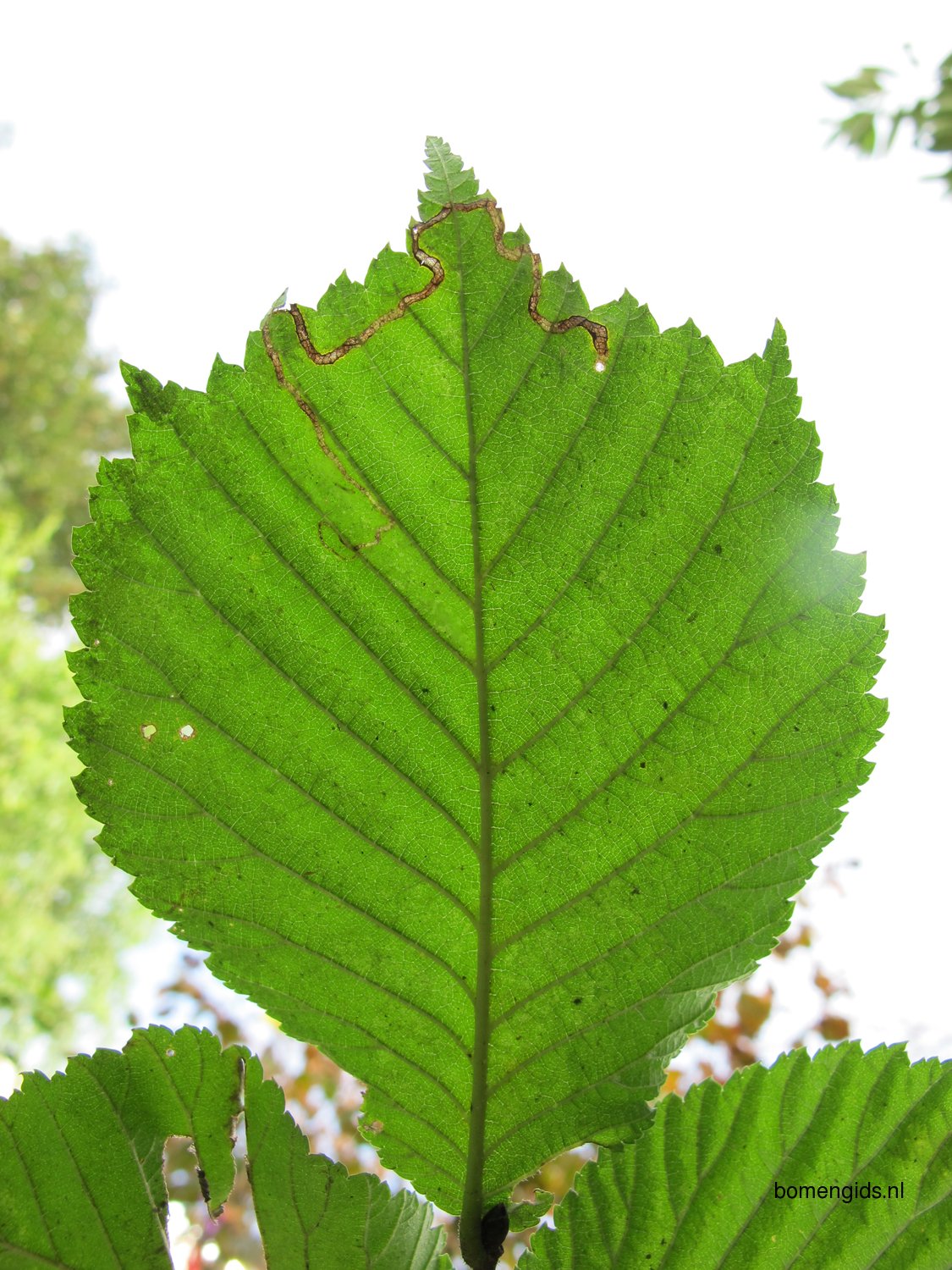 Herken de boomsoort NL: Ruwe iep; Latin: Ulmus glabra; UK: Scots elm ...