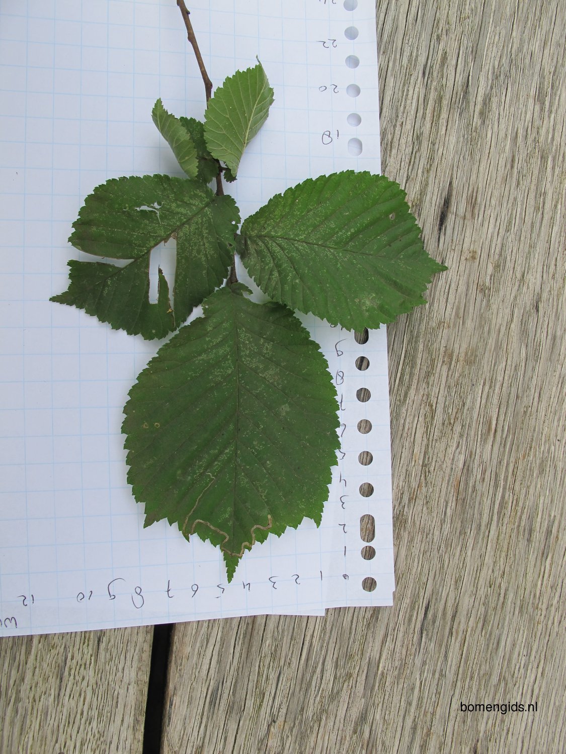 Herken de boomsoort NL: Ruwe iep; Latin: Ulmus glabra; UK: Scots elm ...