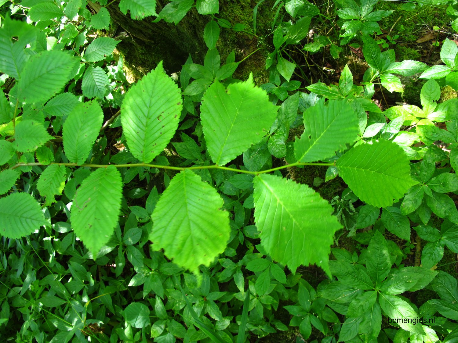 Herken de boomsoort NL: Ruwe iep; Latin: Ulmus glabra; UK: Scots elm ...