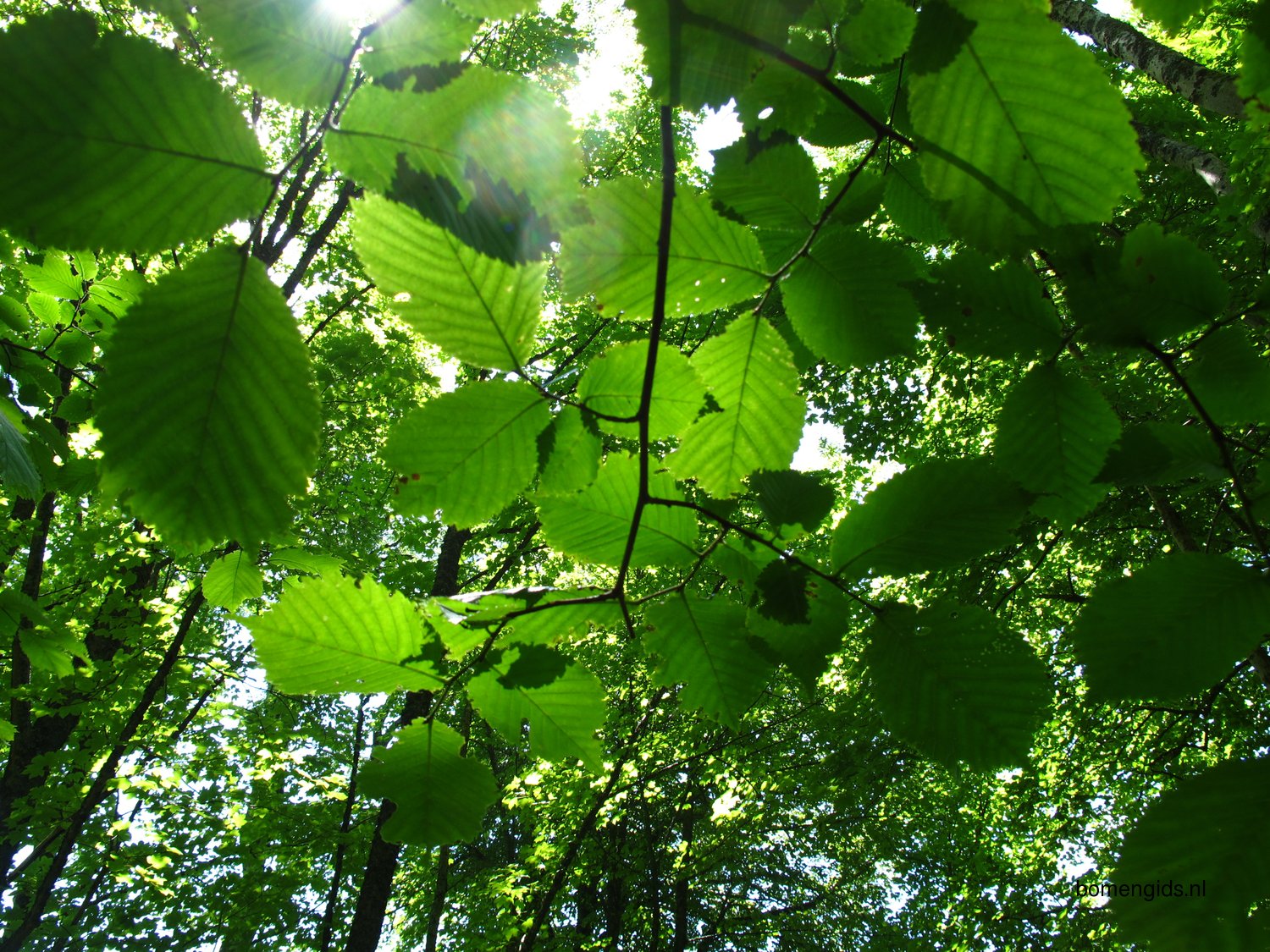 Herken de boomsoort NL: Ruwe iep; Latin: Ulmus glabra; UK: Scots elm ...