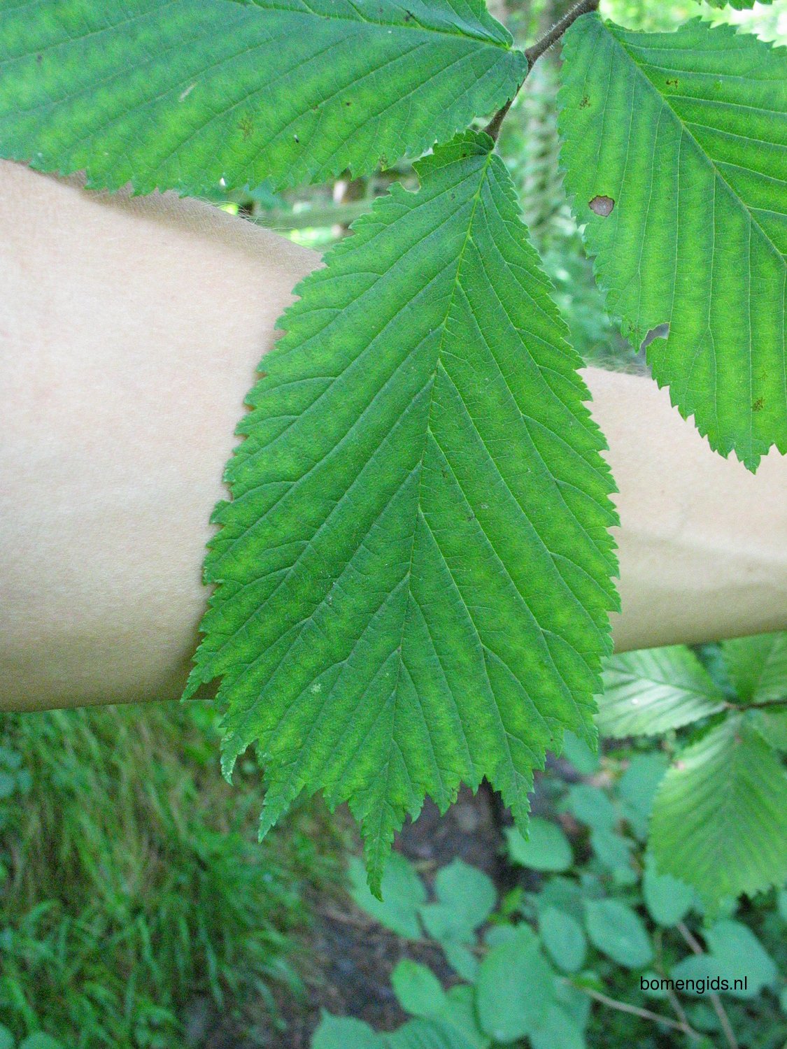 Herken de boomsoort NL: Ruwe iep; Latin: Ulmus glabra; UK: Scots elm ...