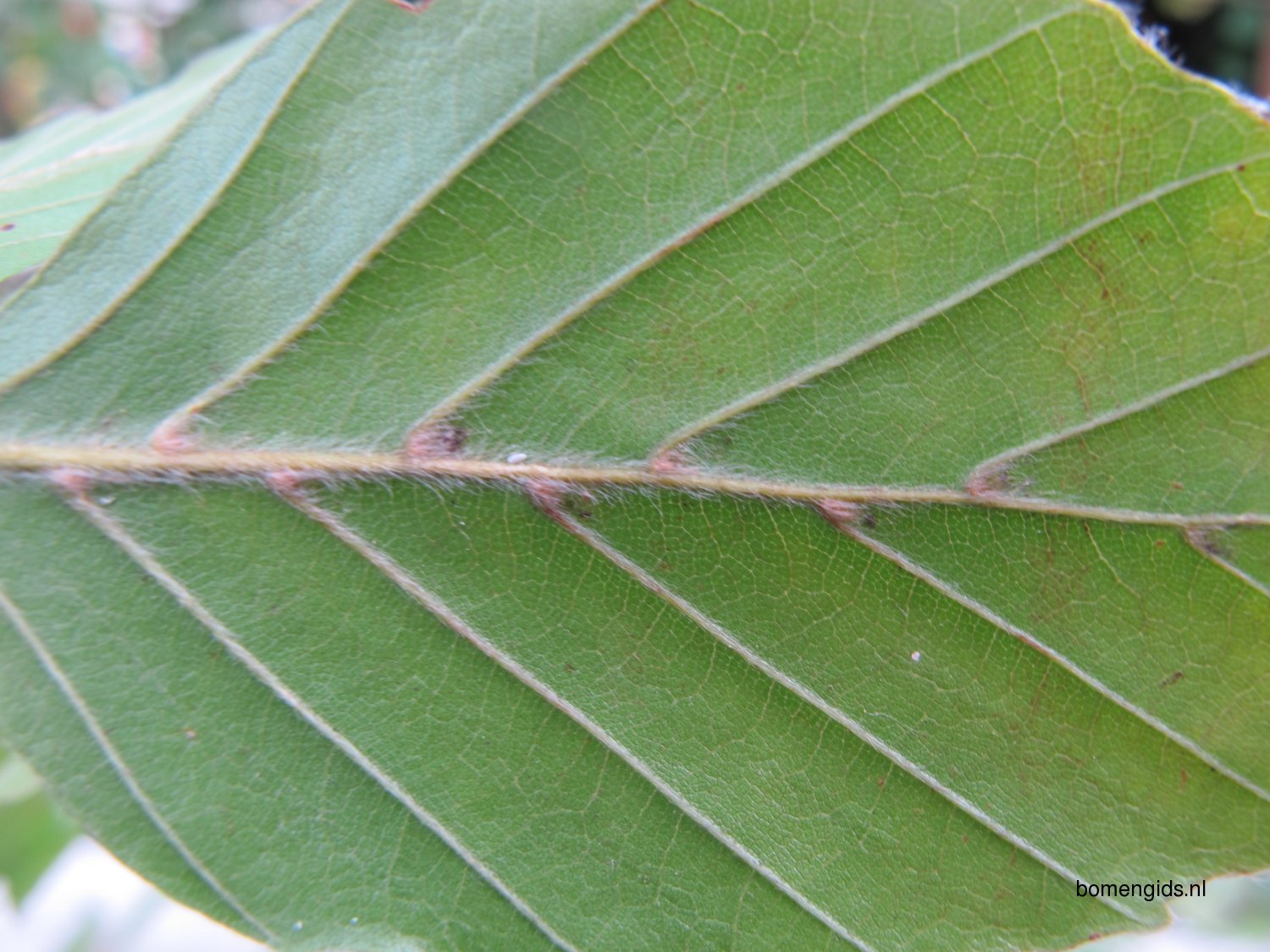 Herken de boomsoort NL: Ruwe iep; Latin: Ulmus glabra; UK: Scots elm ...
