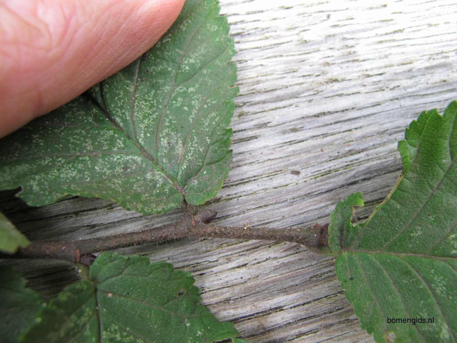 Herken de boomsoort NL: Ruwe iep; Latin: Ulmus glabra; UK: Scots elm ...