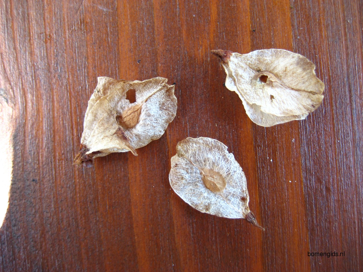 Herken de boomsoort NL: Ruwe iep; Latin: Ulmus glabra; UK: Scots elm ...