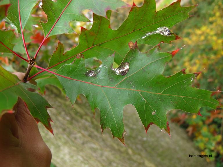 Herken de boomsoort NL: Scharlaken eik; Latin: Quercus coccinea; UK ...