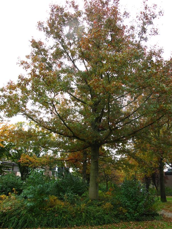 Herken de boomsoort NL: Scharlaken eik; Latin: Quercus coccinea; UK ...