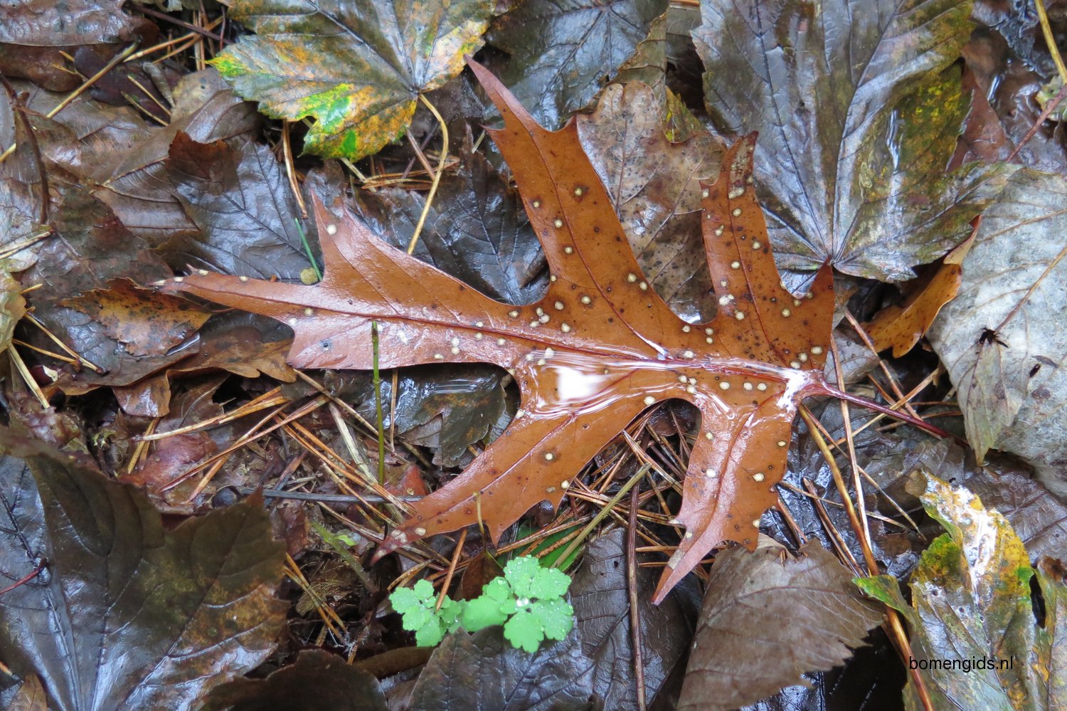 Herken de boomsoort NL: Scharlaken eik; Latin: Quercus coccinea; UK ...