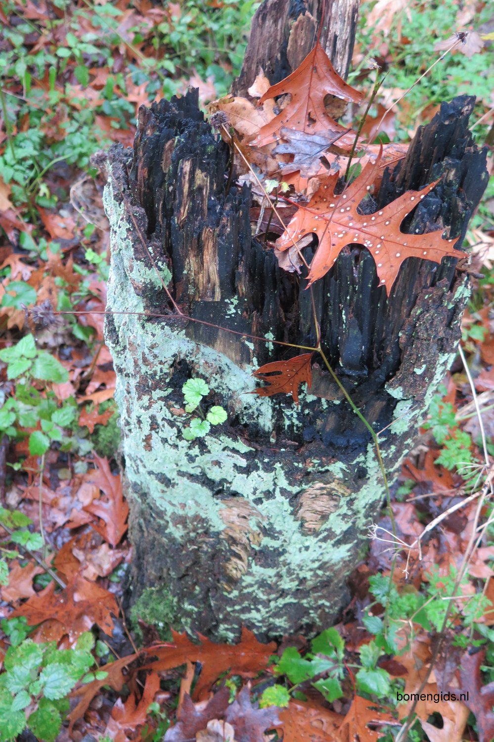 Herken de boomsoort NL: Scharlaken eik; Latin: Quercus coccinea; UK ...