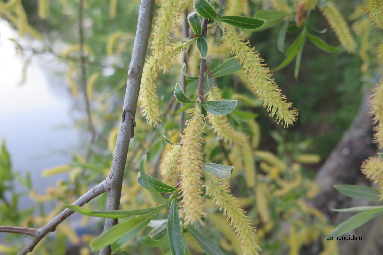 Boomsoorten die horen bij wilgfamilie