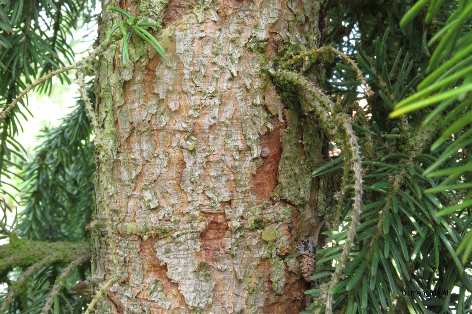 Herken de boomsoort NL: Servische spar; Latin: Picea omorika; UK ...