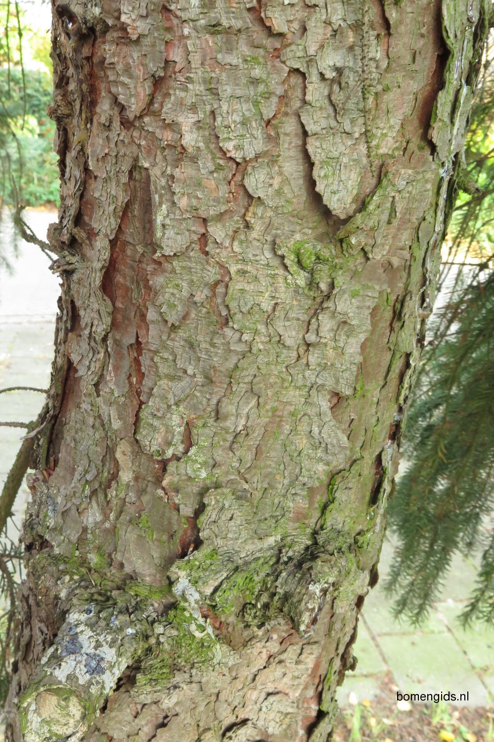 Herken de boomsoort NL: Servische spar; Latin: Picea omorika; UK ...