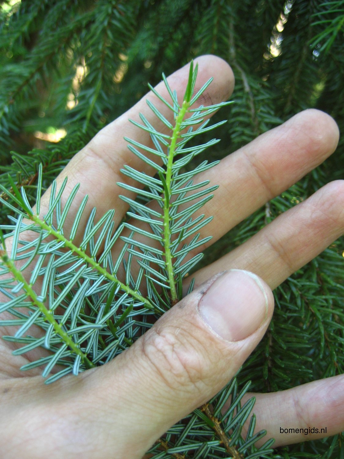Boomsoorten die horen bij sparren