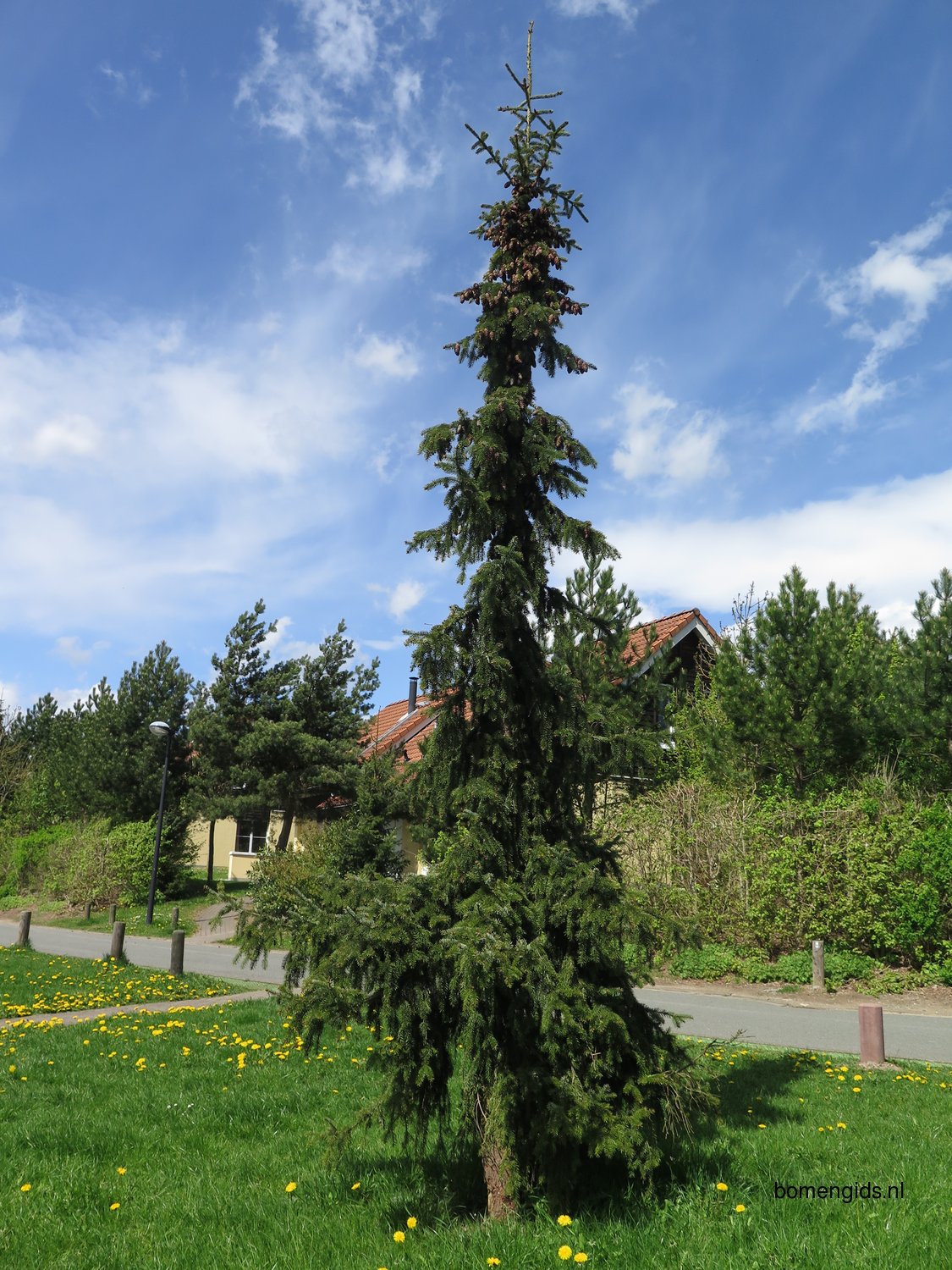 Herken de boomsoort NL: Servische spar; Latin: Picea omorika; UK ...